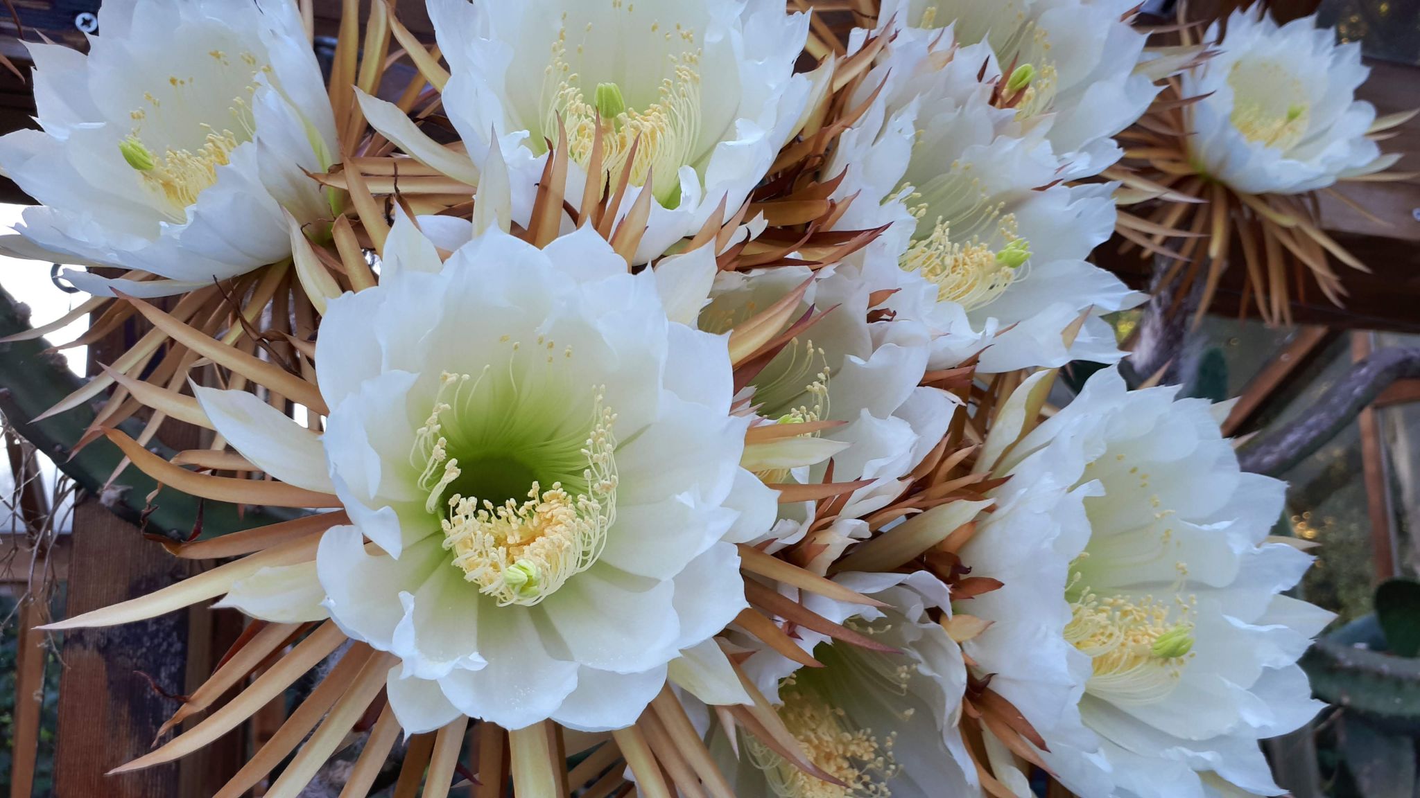 Plant spotlight - Selenicereus grandiflorus, 'Queen of the night' Copy ...