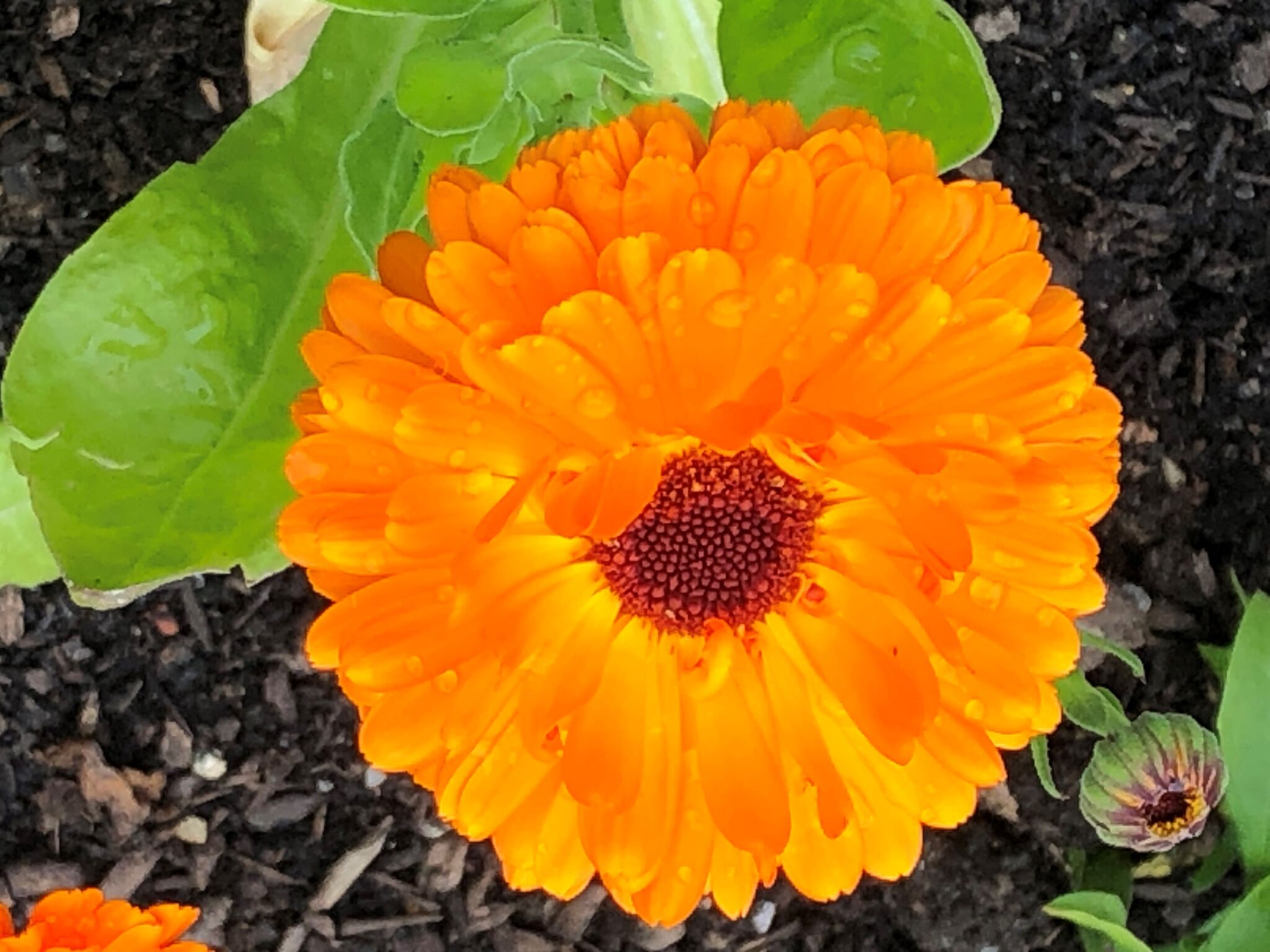 Plant Spotlight - Marigolds - Winterbourne House and Garden