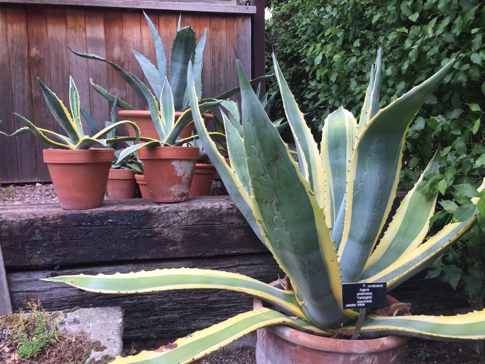 Plant Spotlight - Agave Americana