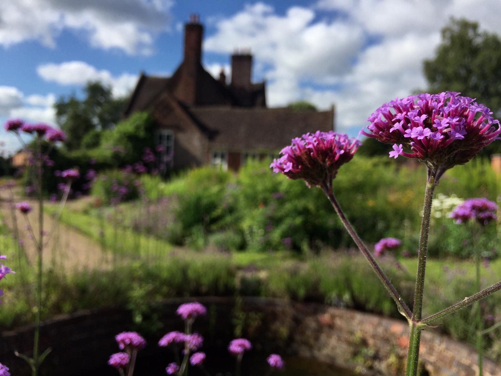 Plant Spotlight - Verbena bonariensis - Winterbourne House and Garden