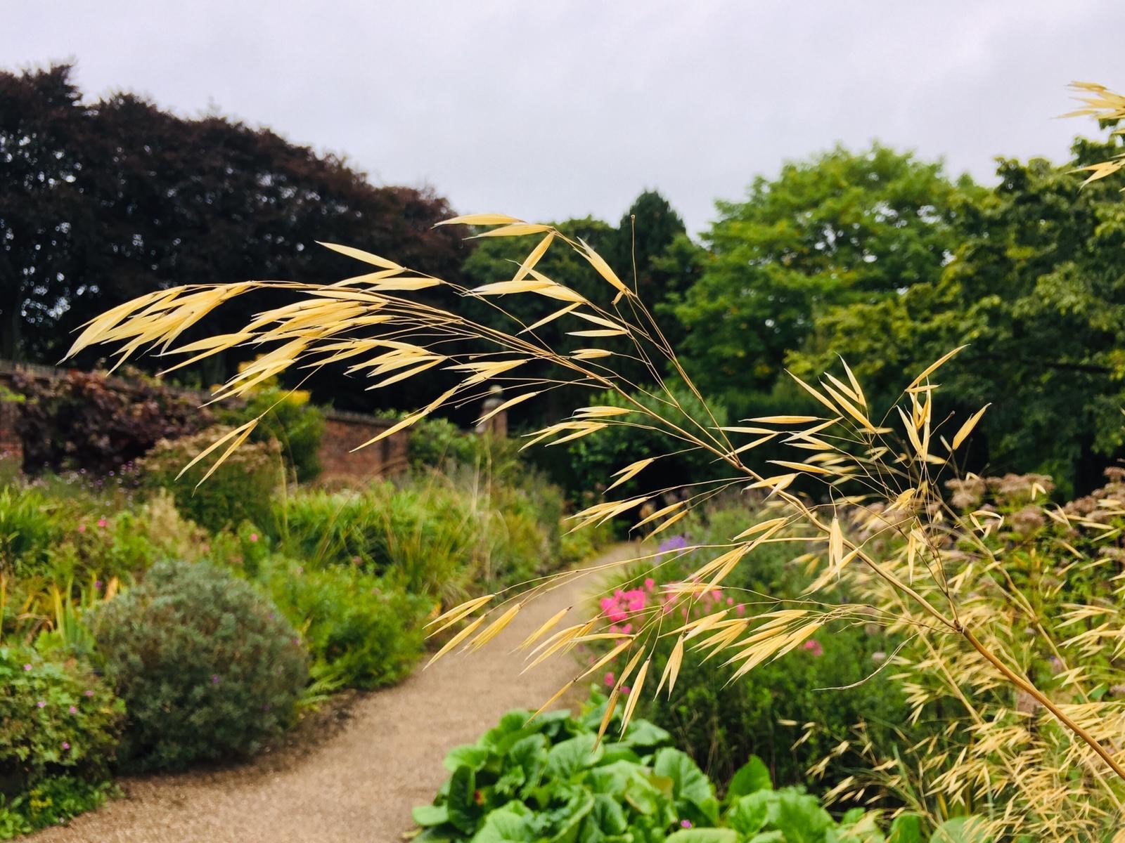 Plant Spotlight - Stipa gigantea