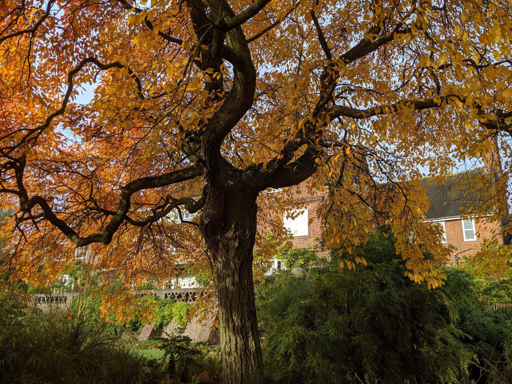 Plant Spotlight - Nyssa sylvatica - Winterbourne House and Garden