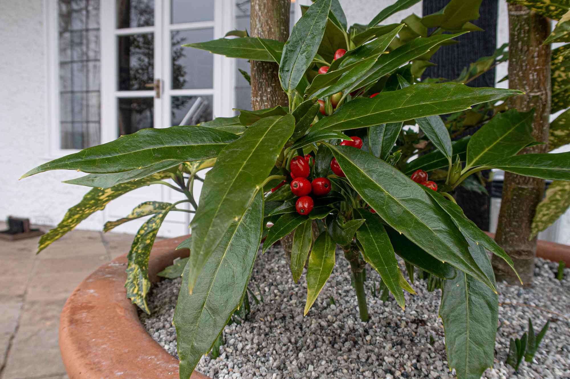 Planting for Birds - Winterbourne House and Garden