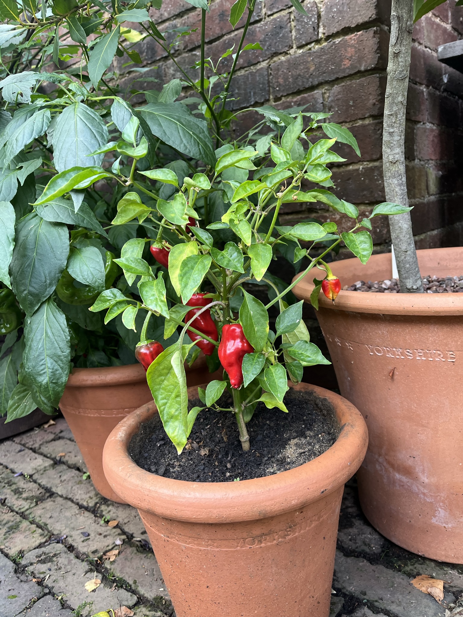 Turning up the heat - Winterbourne House & Garden