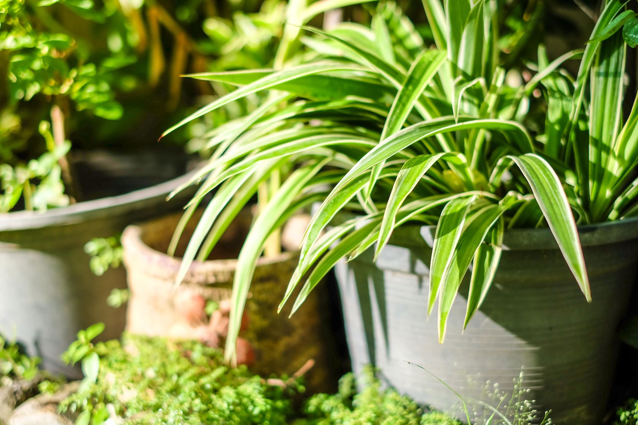The friendly spider plant - Winterbourne House and Garden