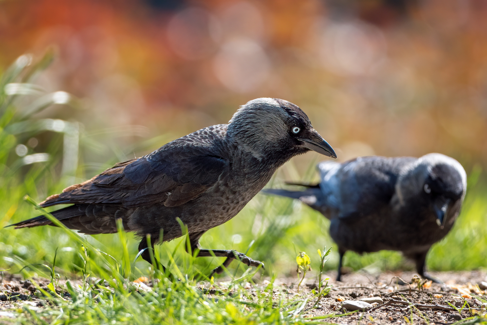 Winterbourne’s feathered friends - Winterbourne House and Garden