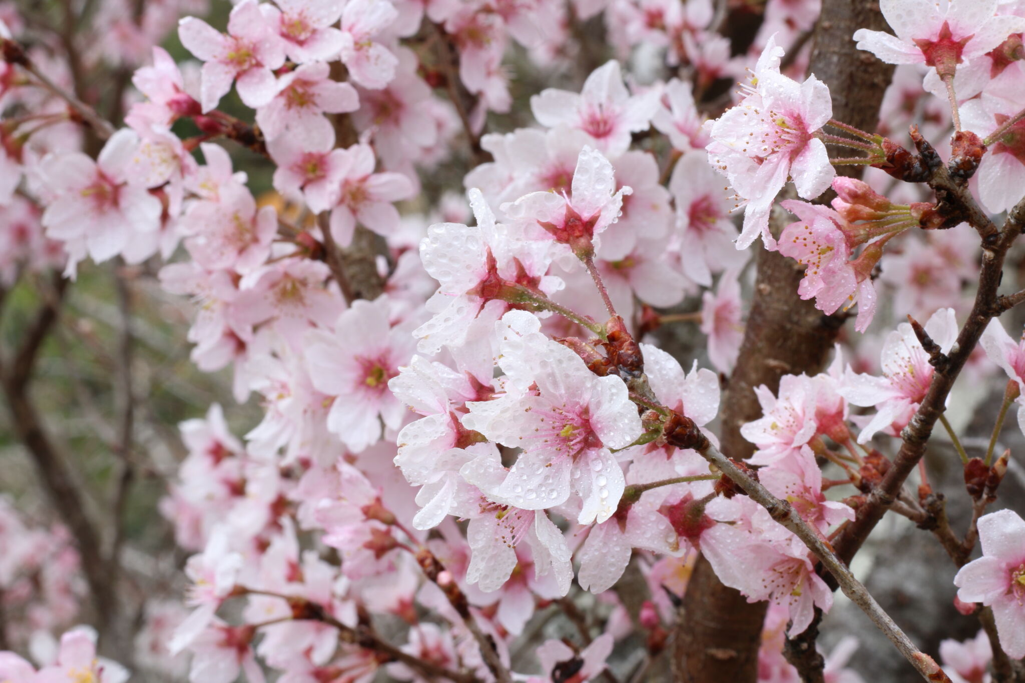 Blossoms and bulbs - Winterbourne House and Garden