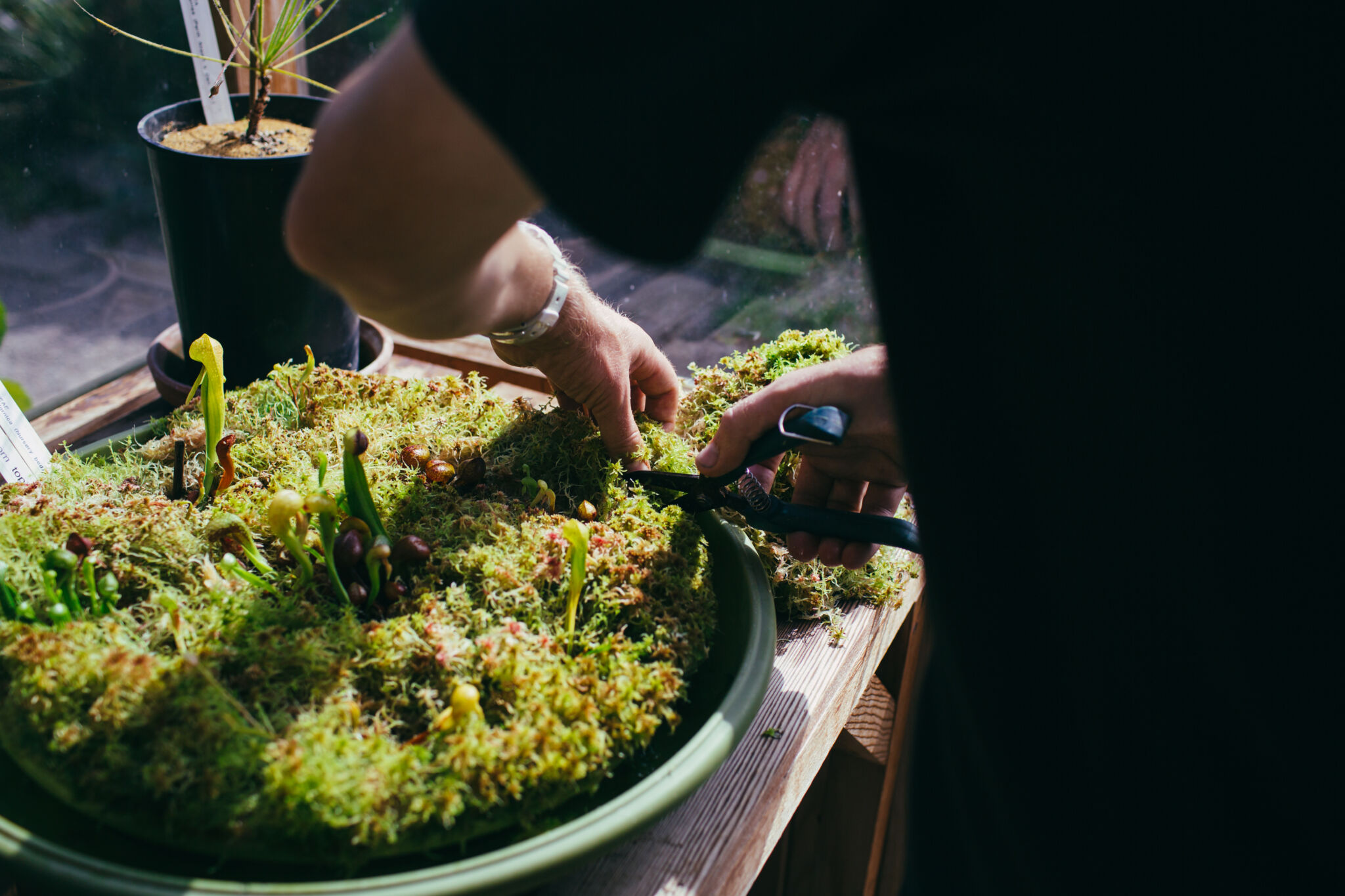 A passion for plants: women in botany - Winterbourne House and Garden